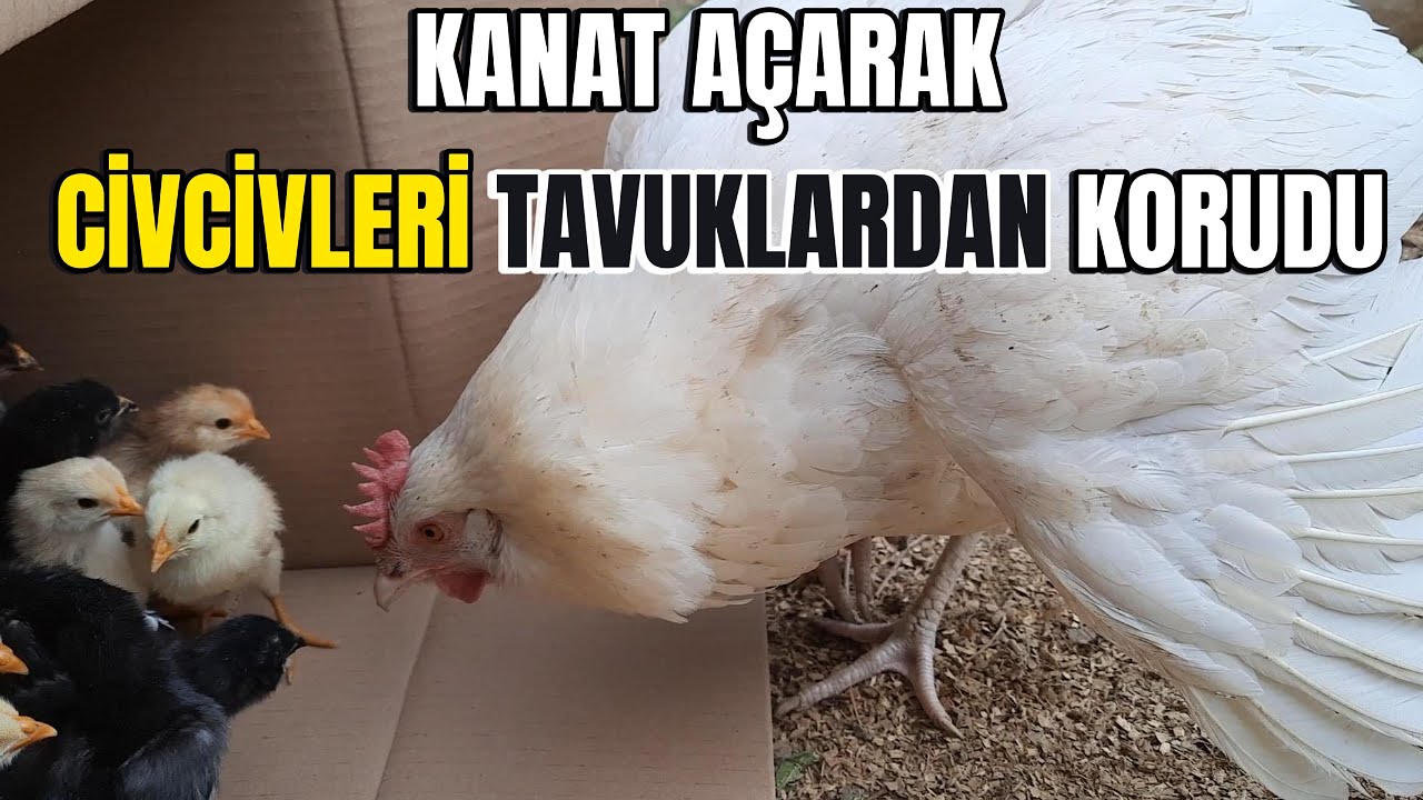 Civcivleri Diğer Tavuklardan Korudu 🐣💪 - YouTube