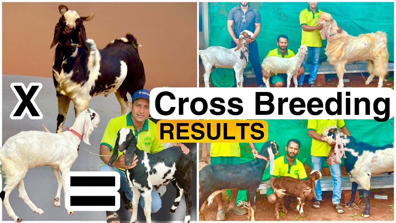 Cross Breeding Results at Samaa Agro & Livestock Goat Farm Khed - YouTube