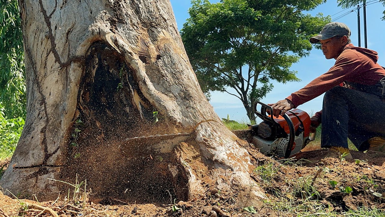 A little problematic... Cut down lots of dry trees lining the edge of ...
