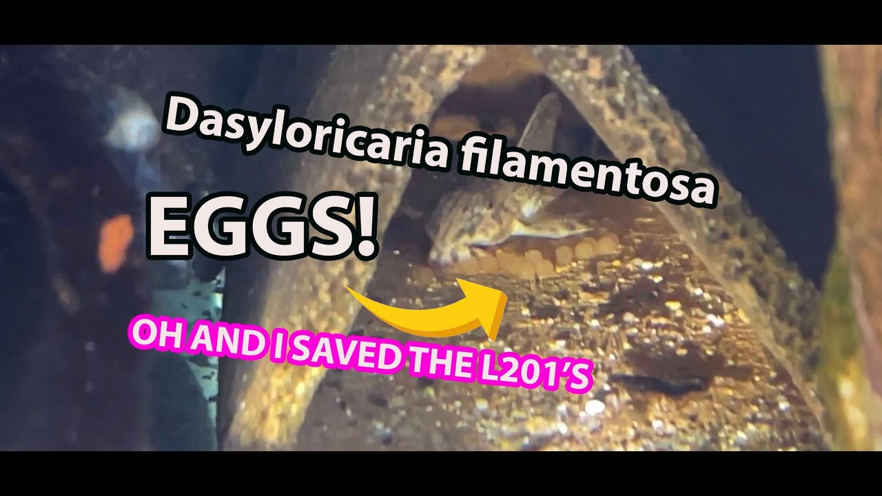 WHIPTAIL CATFISH EGGS!!!/ L201 EGGS!! - YouTube