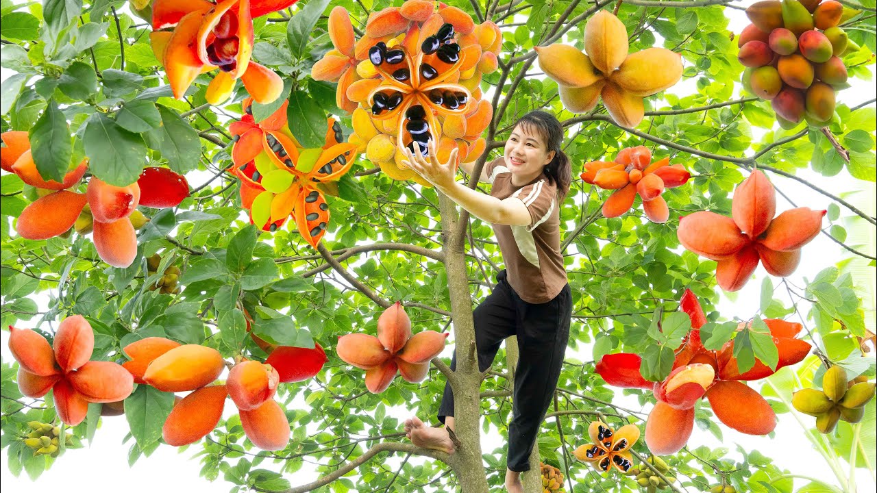 Harvest Mega Fruit (Strange Fruit) - How to prepare Mega Fruit Go to ...