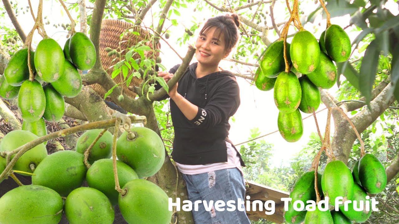 Harvesting Toad fruit Goes to the market sell - Poultry farming ...