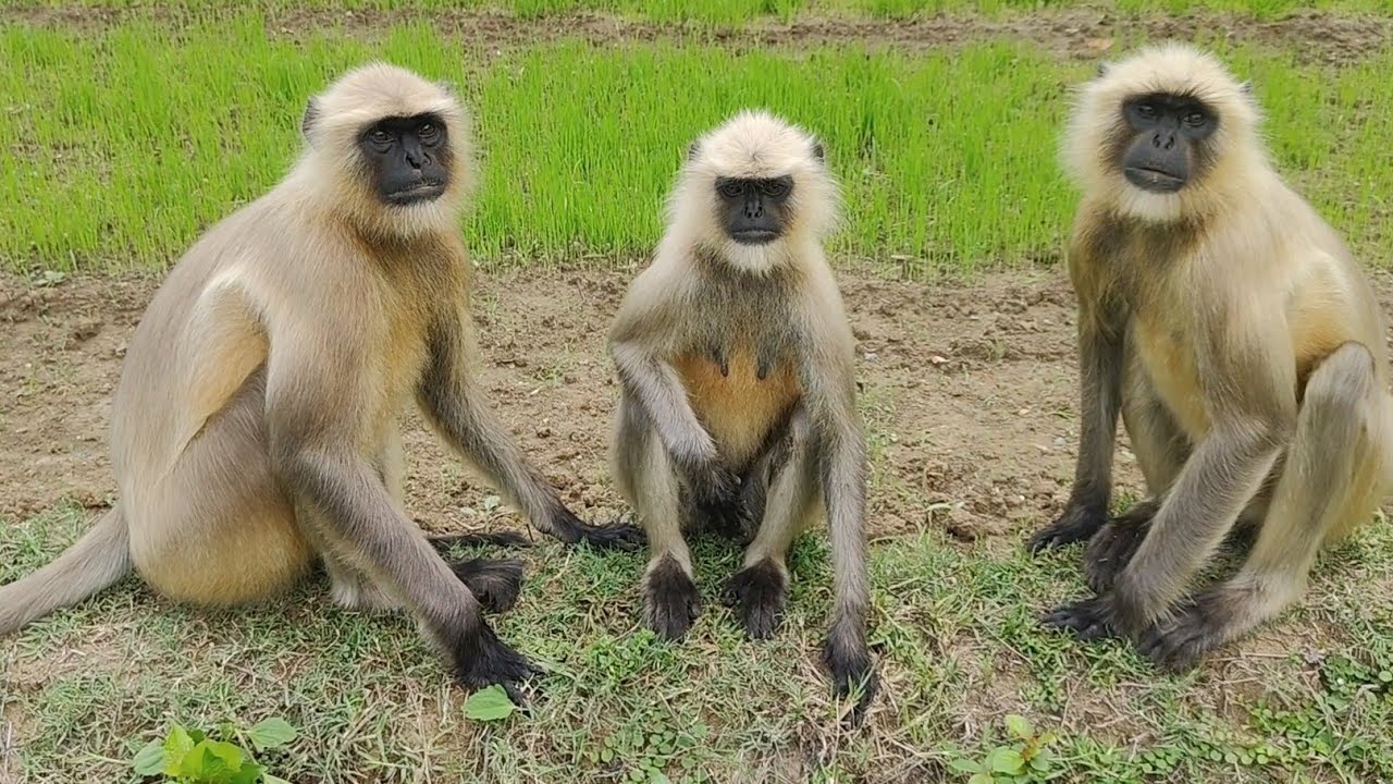 Langoor Wala animal video part 09 - YouTube