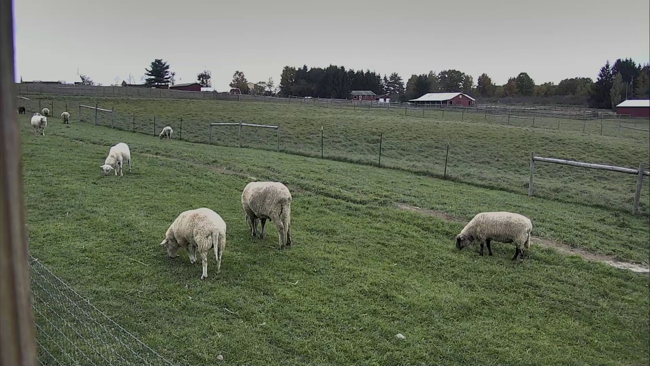 Sheep Pasture 10-26-2018 21:31:01 - 22:31:04 - YouTube