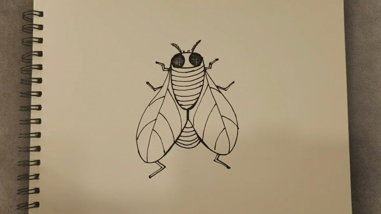How to Draw House Fly!! easy drawing!! easy art. - YouTube