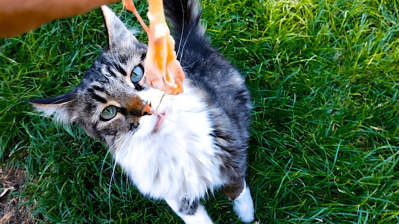 Feeding the cats & Heartwarming Playtime with Stray Felines - YouTube