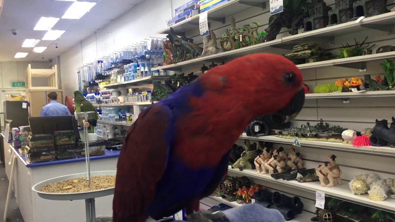 Baby Pet Parrots | Hand Raised Eclectus Female Baby Parrot - YouTube