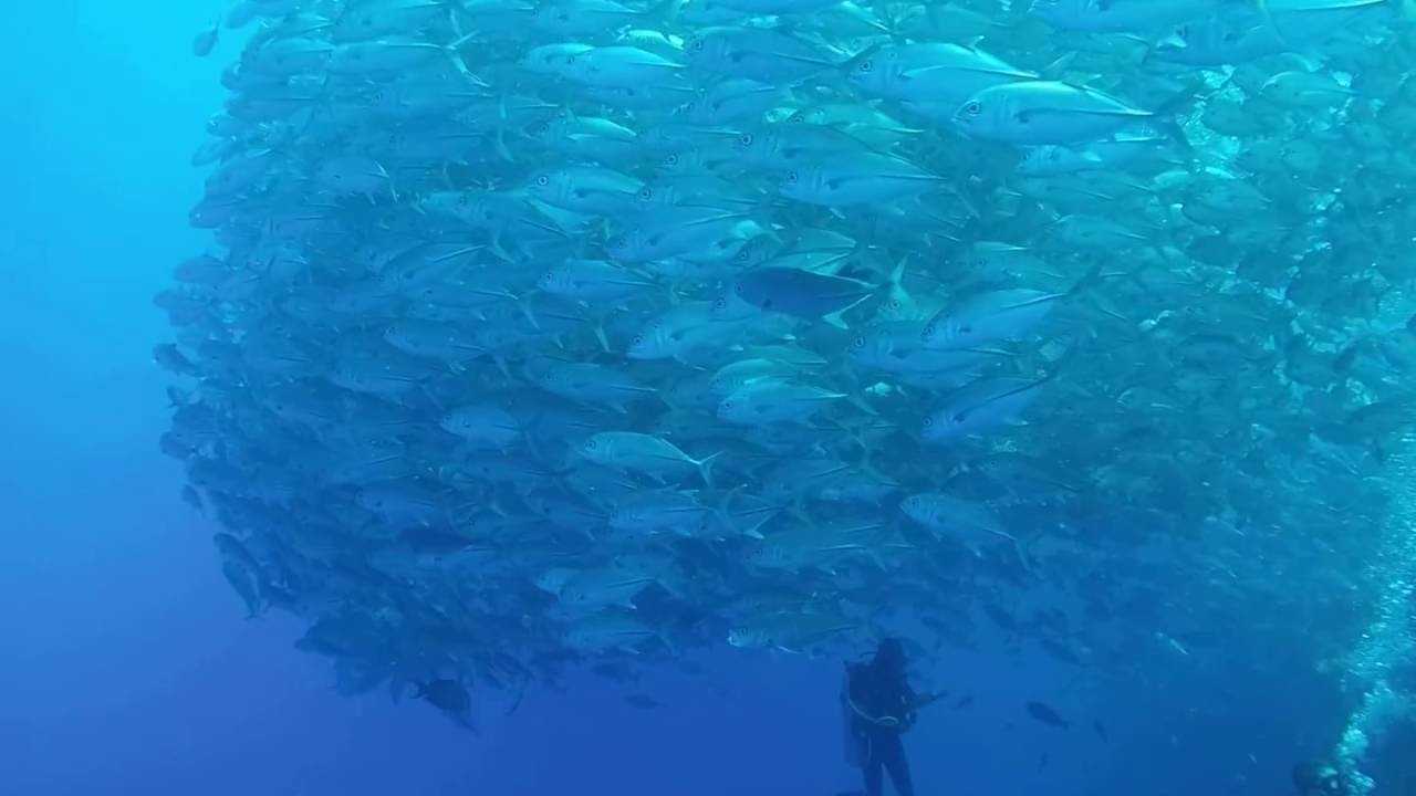 西巴丹 傑克魚風暴 Jack fish storm in sipadan - YouTube