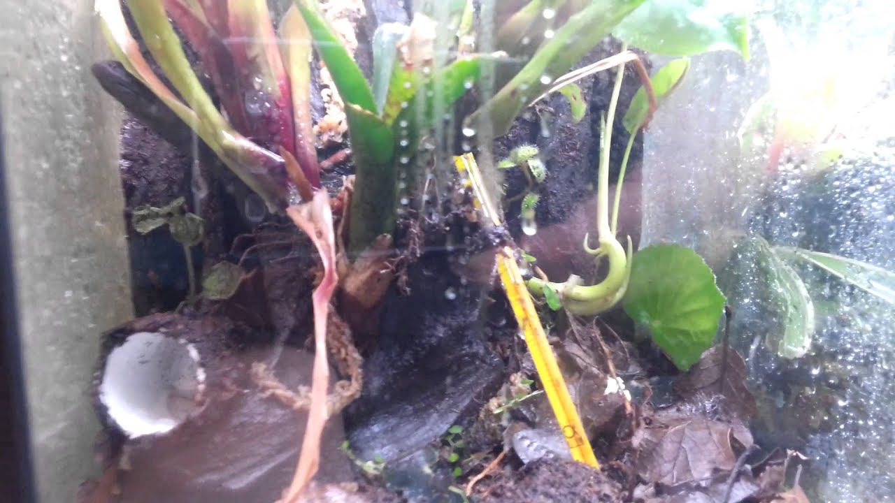 Vivarium terrarium Ranitomeya 20x20x35cm - YouTube