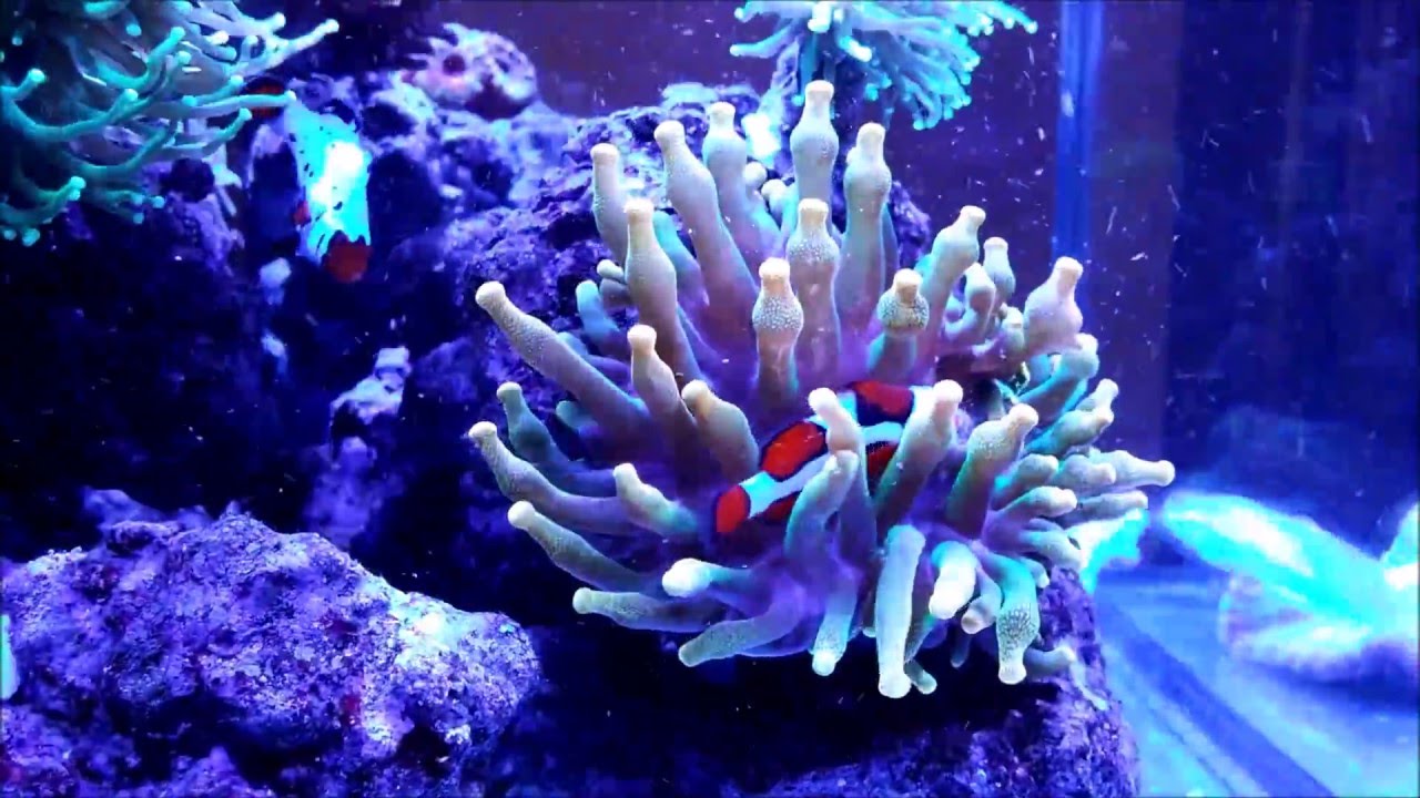My 20 gallon reef cube update - YouTube