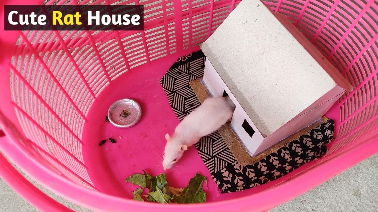 Cute White Rat 🐁 || (Part-1) New member of PendTech family || Amazing ...