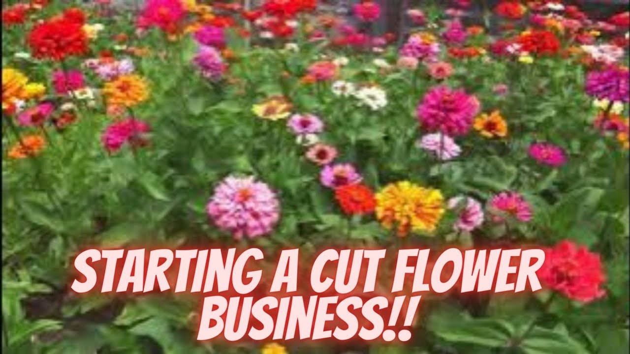 Growing a Business | Starting a Cut Flower Farm!! - YouTube