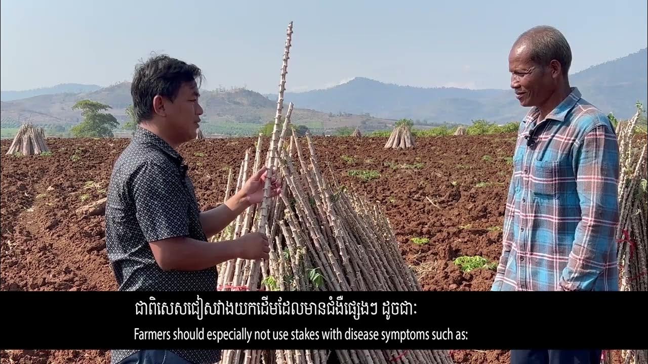 Selecting healthy cassava planting material - YouTube