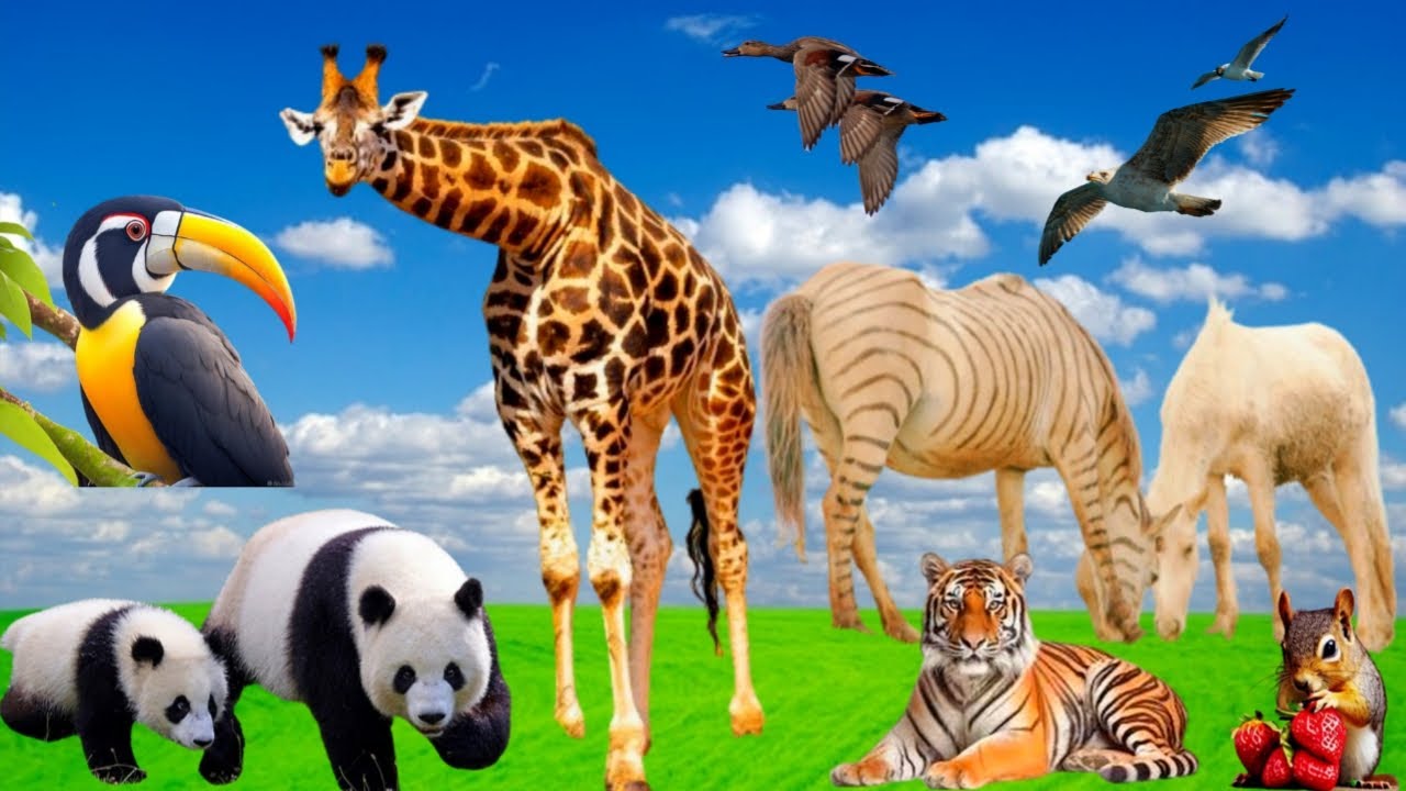 pets animals sounds frog beer seagul #pets #frog #beer - YouTube