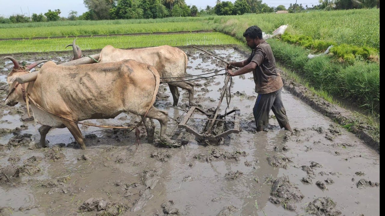 Bullock ploughing agri rice land | Bullock plow rice sail | agriculture ...