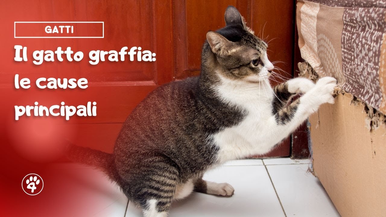 Il gatto graffia: le cause principali | Amoreaquattrozampe.it - YouTube
