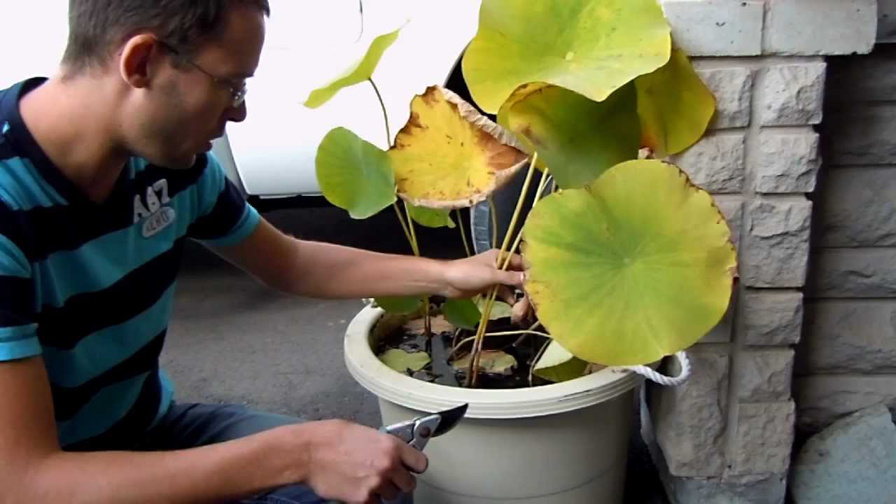 Getting my Water Lotus Ready for its winter Nap - YouTube