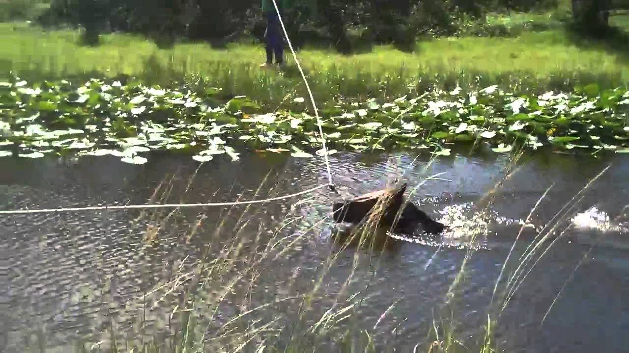 Swimming Spider! - YouTube