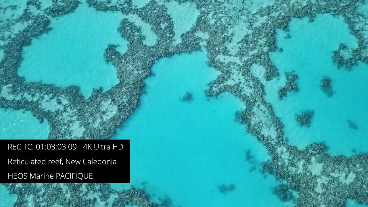 Coral reef #1 : Reticulated reef, New Caledonia - YouTube