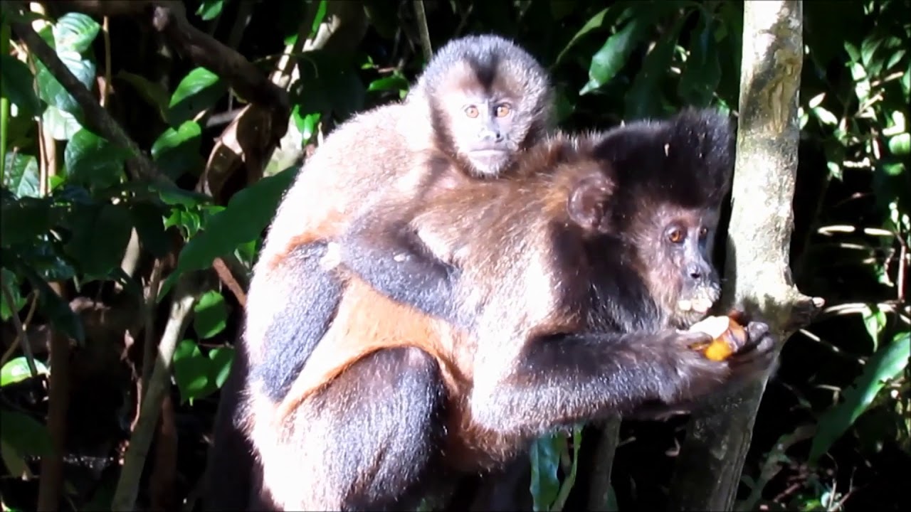 Reserva Dos Macacos - YouTube