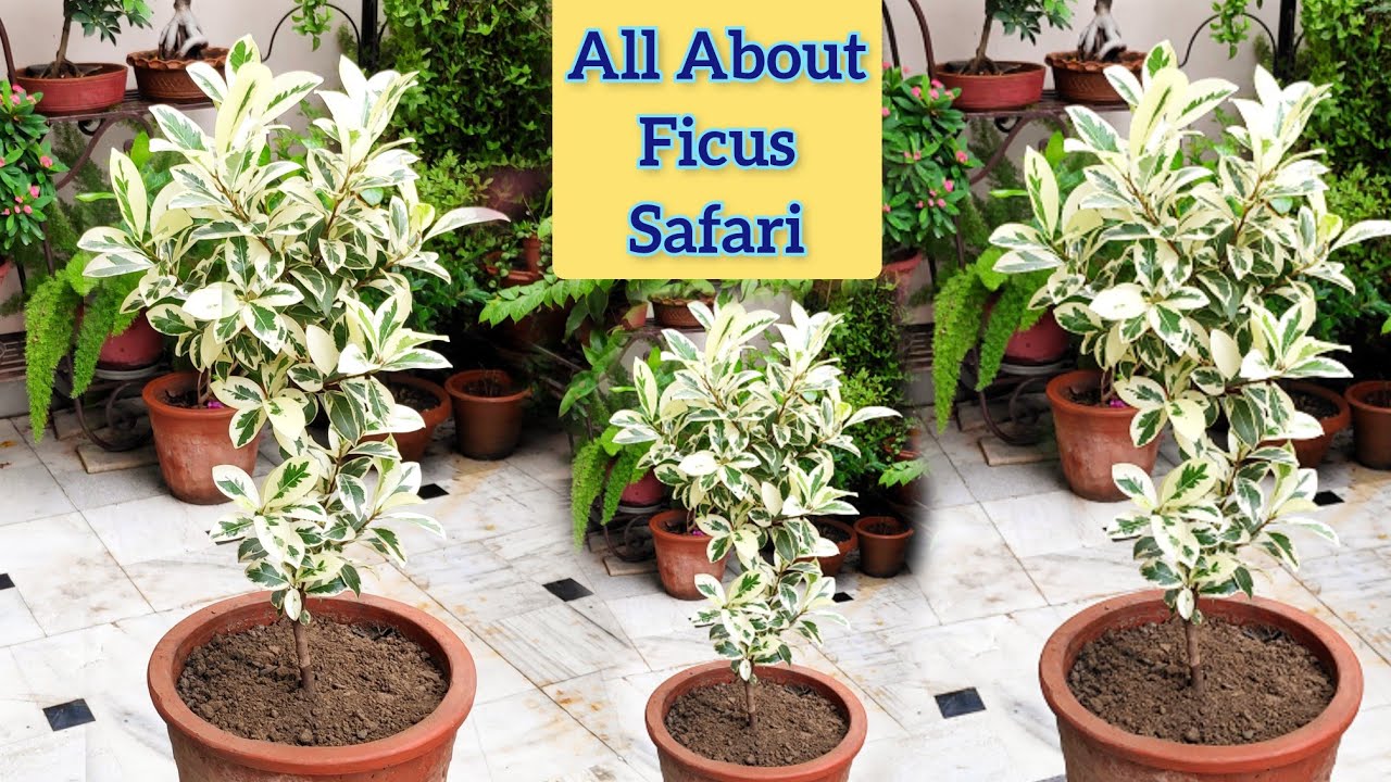 Ficus safari plant care, एक बार जरूर लगाएं जिंदगी में ficus starlight ...