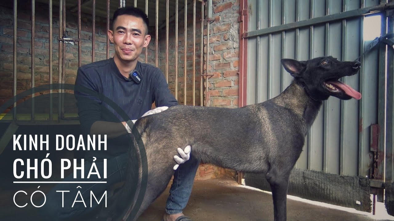Không Tiêm Phòng là Vô Nhân Đạo.../ Malinois Duron/ NhamTuatTV - Dog in ...