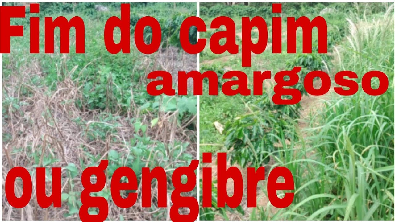 COMO ACABAR COM O CAPIM AMARGOSO OU GENGIBRE. - YouTube