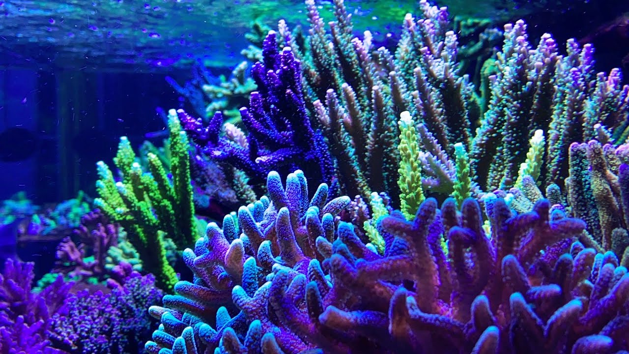 First Tank Review! SPS Dominant Tank - YouTube