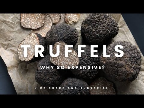 Truffles | why so expensive? | Black truffles | knowledge Media - YouTube