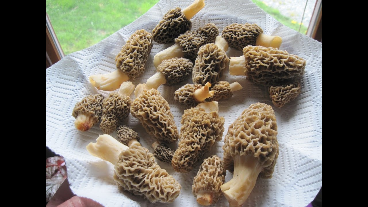 Gucchi ka Madra - Morel mushrooms himachali recipe - YouTube