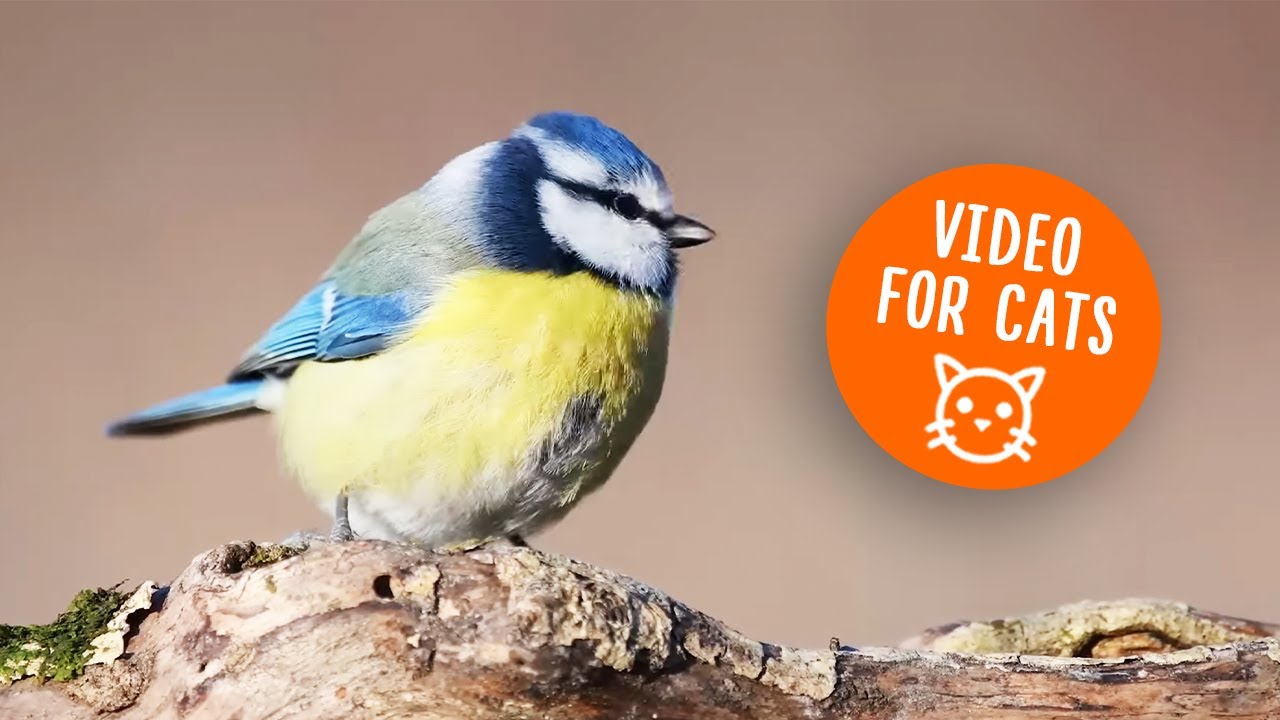 Cat TV birds - Birds for cats to watch 10 hours videos for cats 🐦 - YouTube