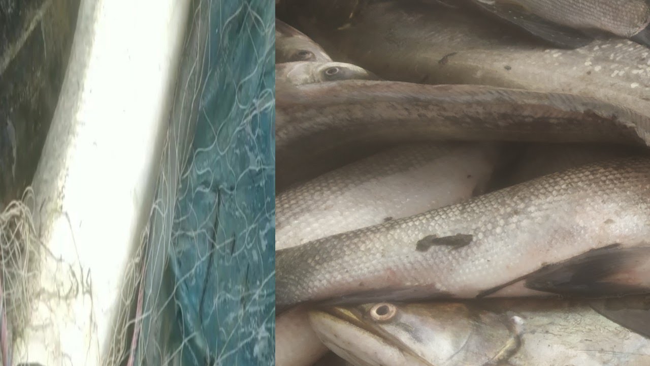 How to catch barley fish with nets. Large barley fish to Fishing video ...