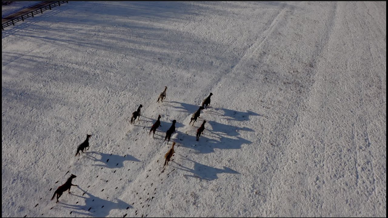 Horses running out on pasture for the first time in 2021 - YouTube