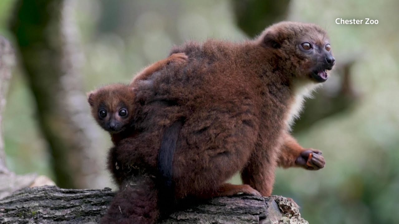 Red Bellied Lemur