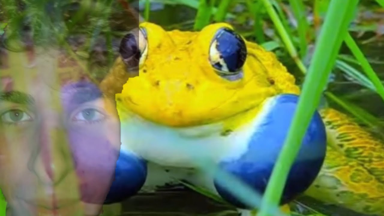 Yellow tree frog coughing bass boosted - YouTube