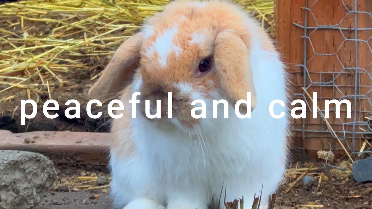 Calming animals @Forever Home Acres - YouTube
