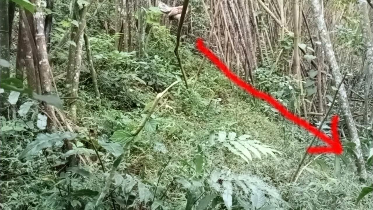 dib qaib qus tuaj zoo heev 5/12/2024 - YouTube