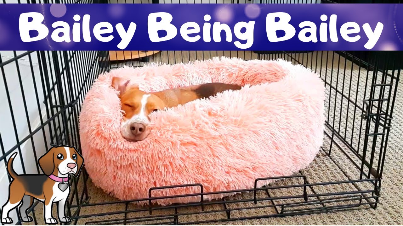 The Beagle Life! - Bailey Being Bailey - YouTube