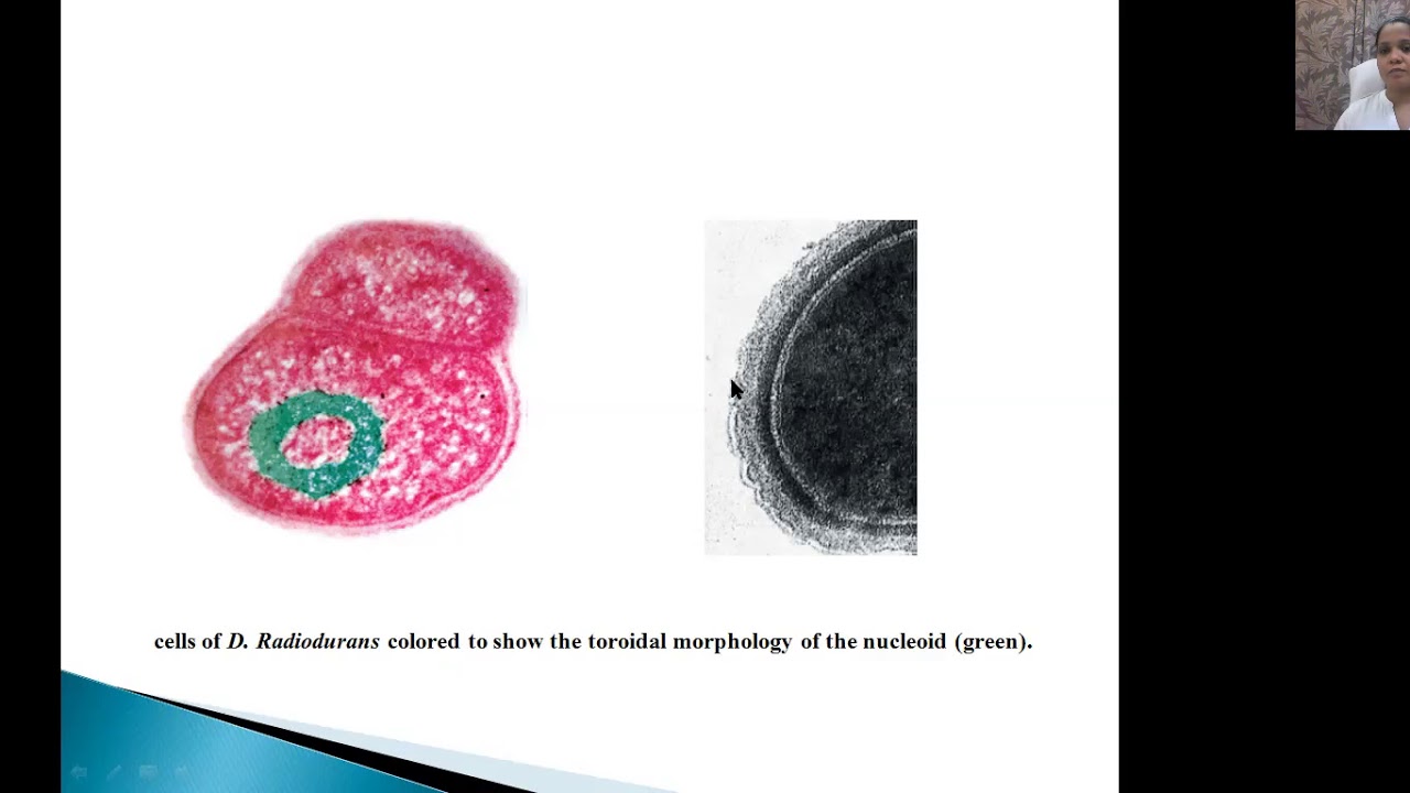 Unit 4 Phylum Deinococci - YouTube