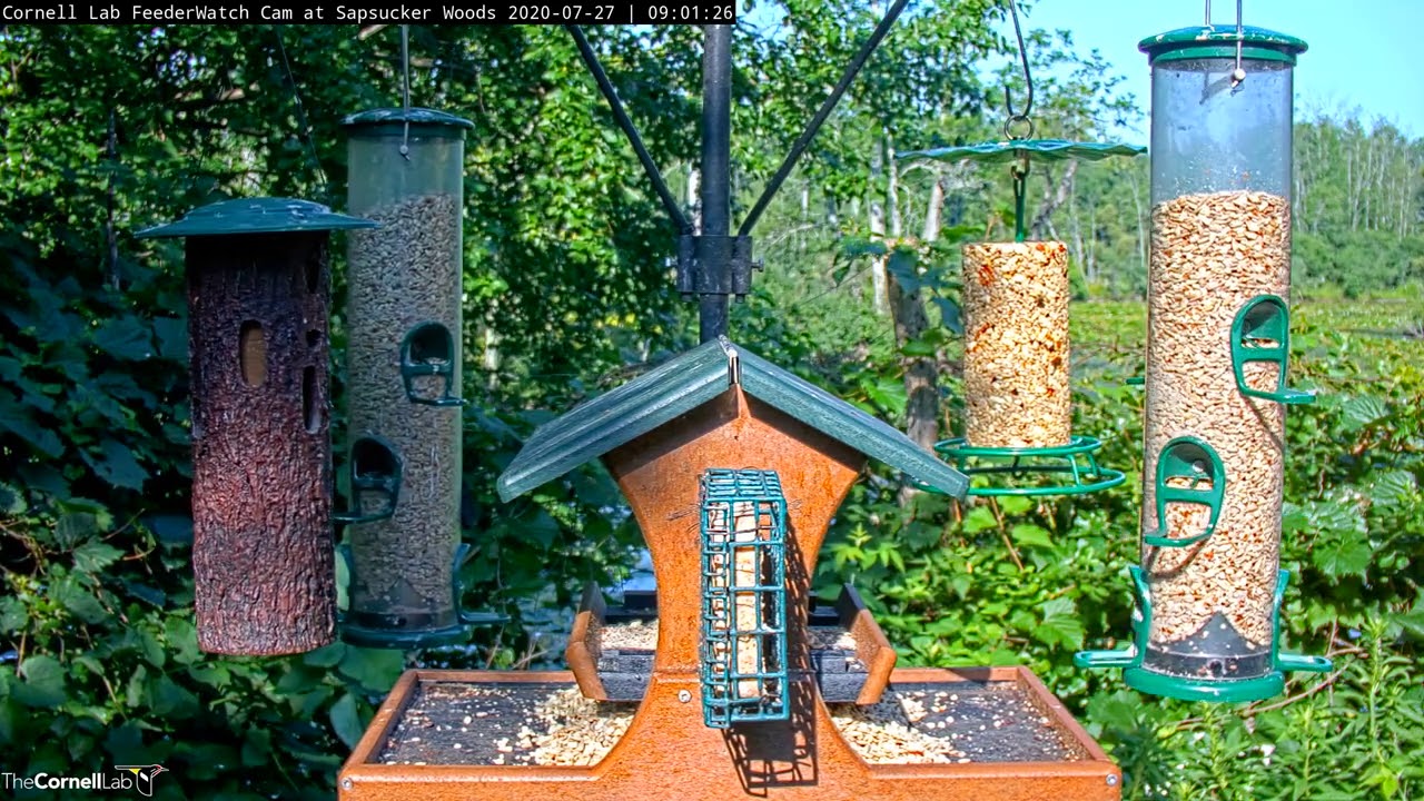Morning Visitors Touch Down At The Cornell Feeders – July 27, 2020 ...