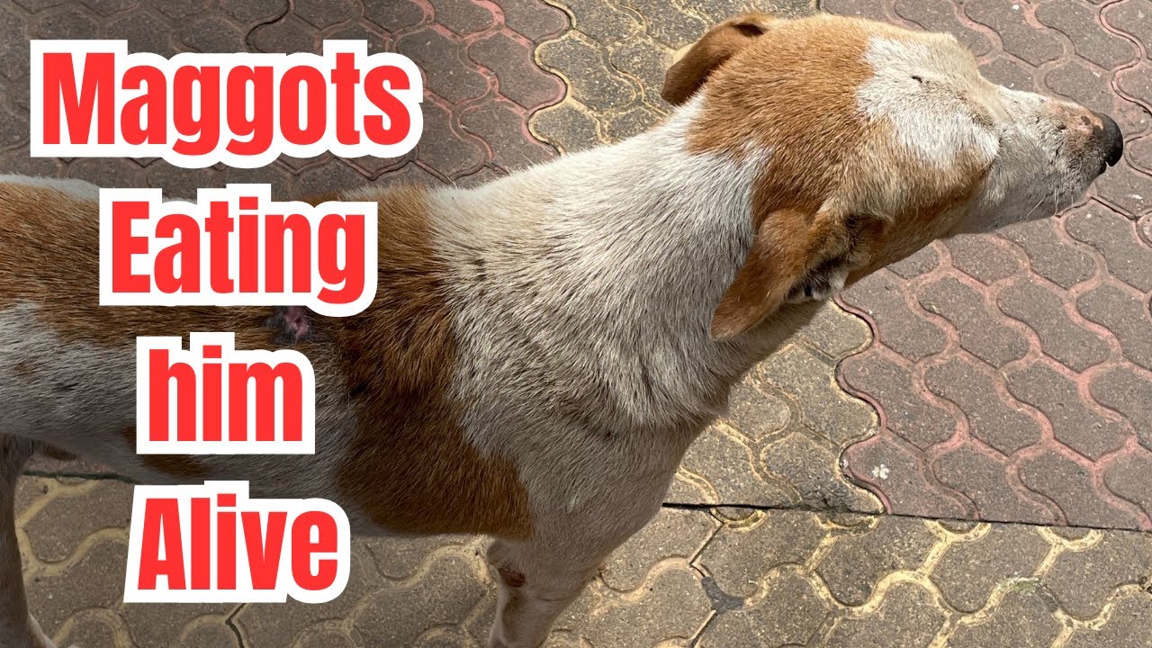 DEATH TO LIFE | Story of BANTU | Soul Animal Welfare - YouTube