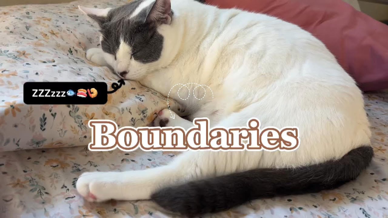 Cats Know Boundaries Better Than Humans - YouTube