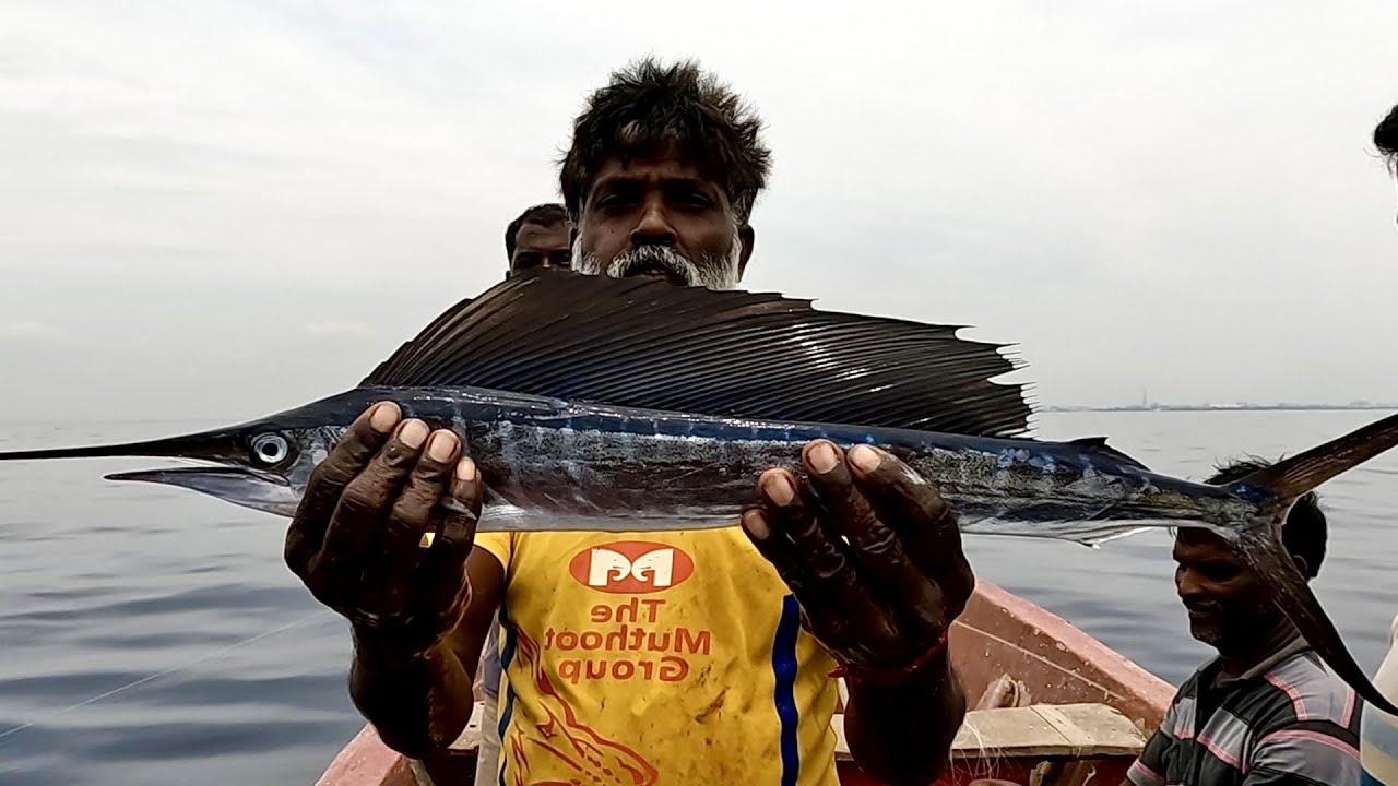 Catching Needle Fish, Leather Jacket Fish & Sail Fish in the Sea - YouTube