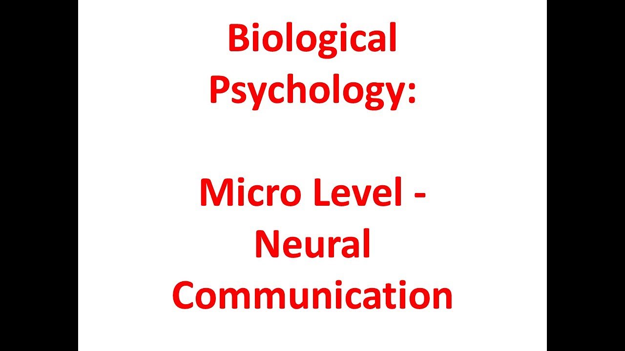 Biological Psychology: Micro Level - Neural Communication - YouTube