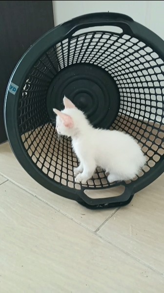 Time Machine Cats !!!! Longest Daily Cat's Story - YouTube