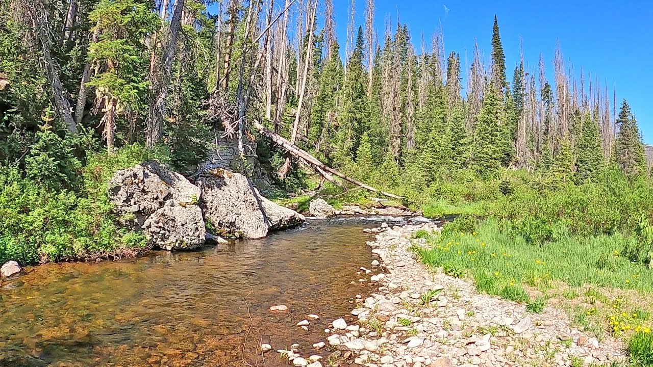 UNBELIEVABLE the size of the fish in this SMALL stream is CRAZY and I ...