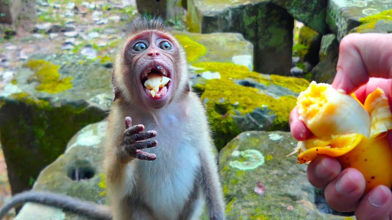 Most hungry new abandoned baby monkey he eat alot and full mouth poor ...