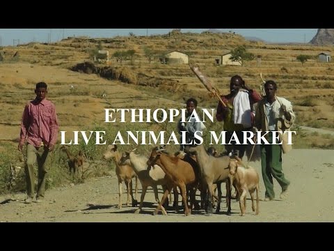 Ethiopia/ Lalibela live animals market Part 29 - YouTube
