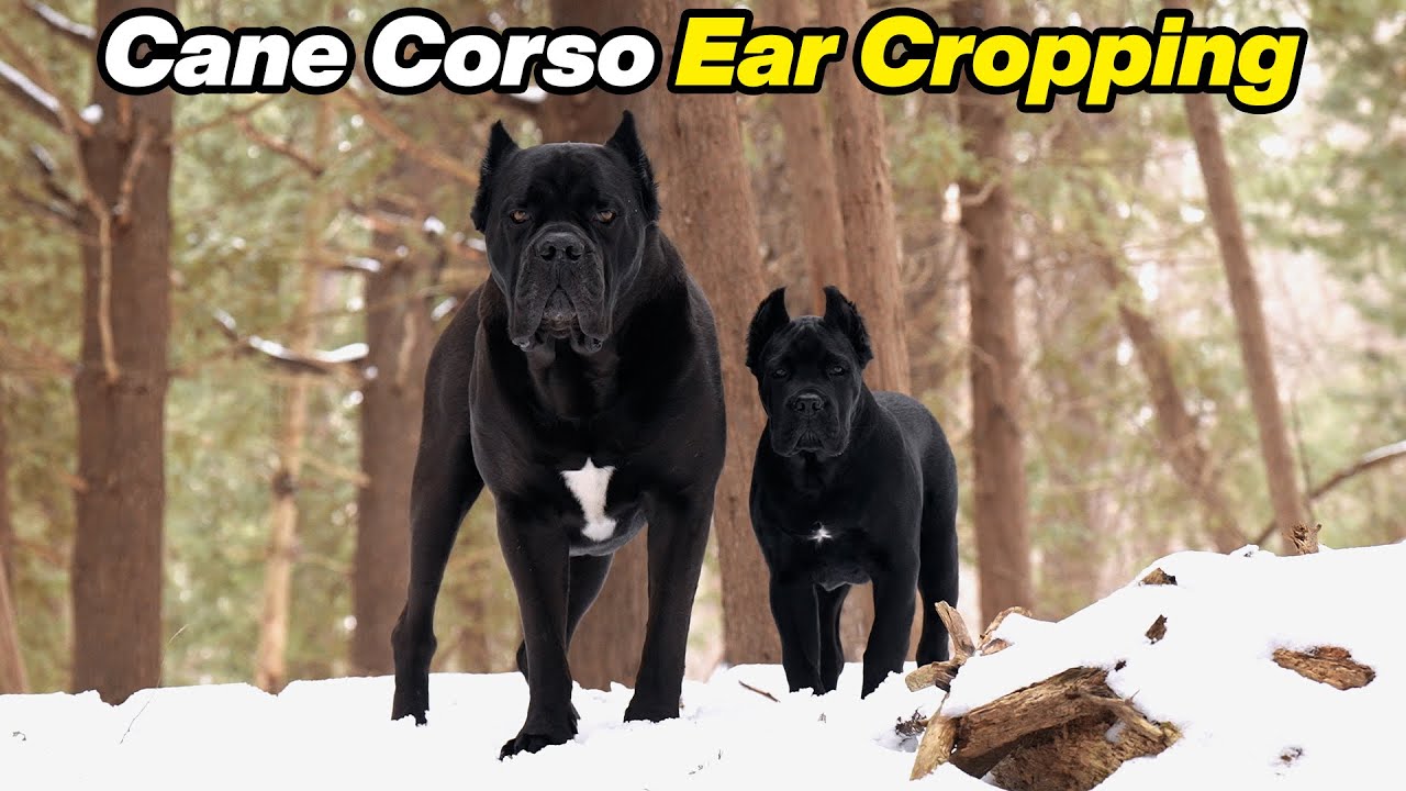 Cane Corso Ear Cropping - YouTube