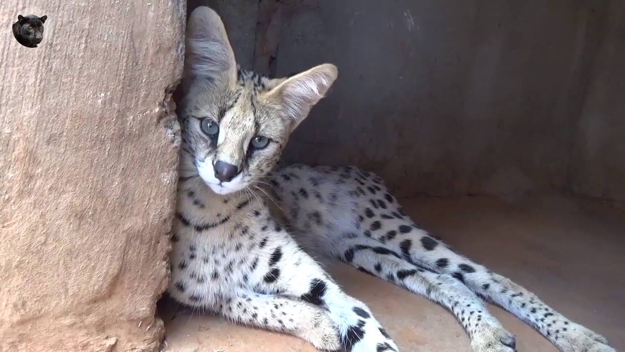 serval attacks my camera - YouTube